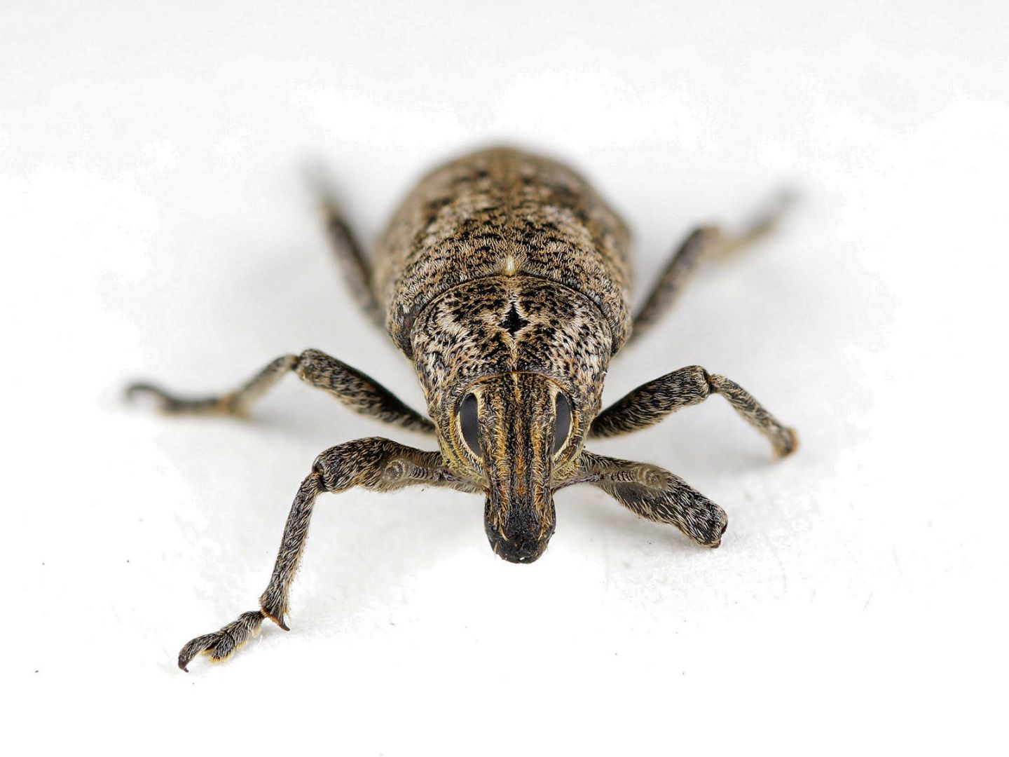 Curculionidae: Larinus o Lixus sp.? No, Cleonis pigra da confermare , Natura Mediterraneo ...